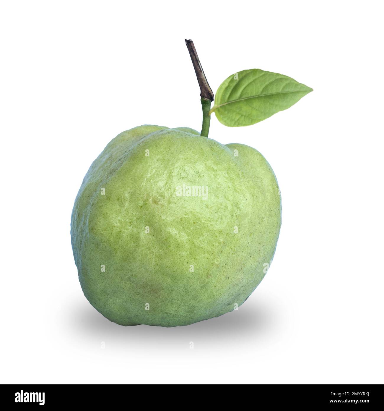 Guava isolated on a white background Stock Photo - Alamy