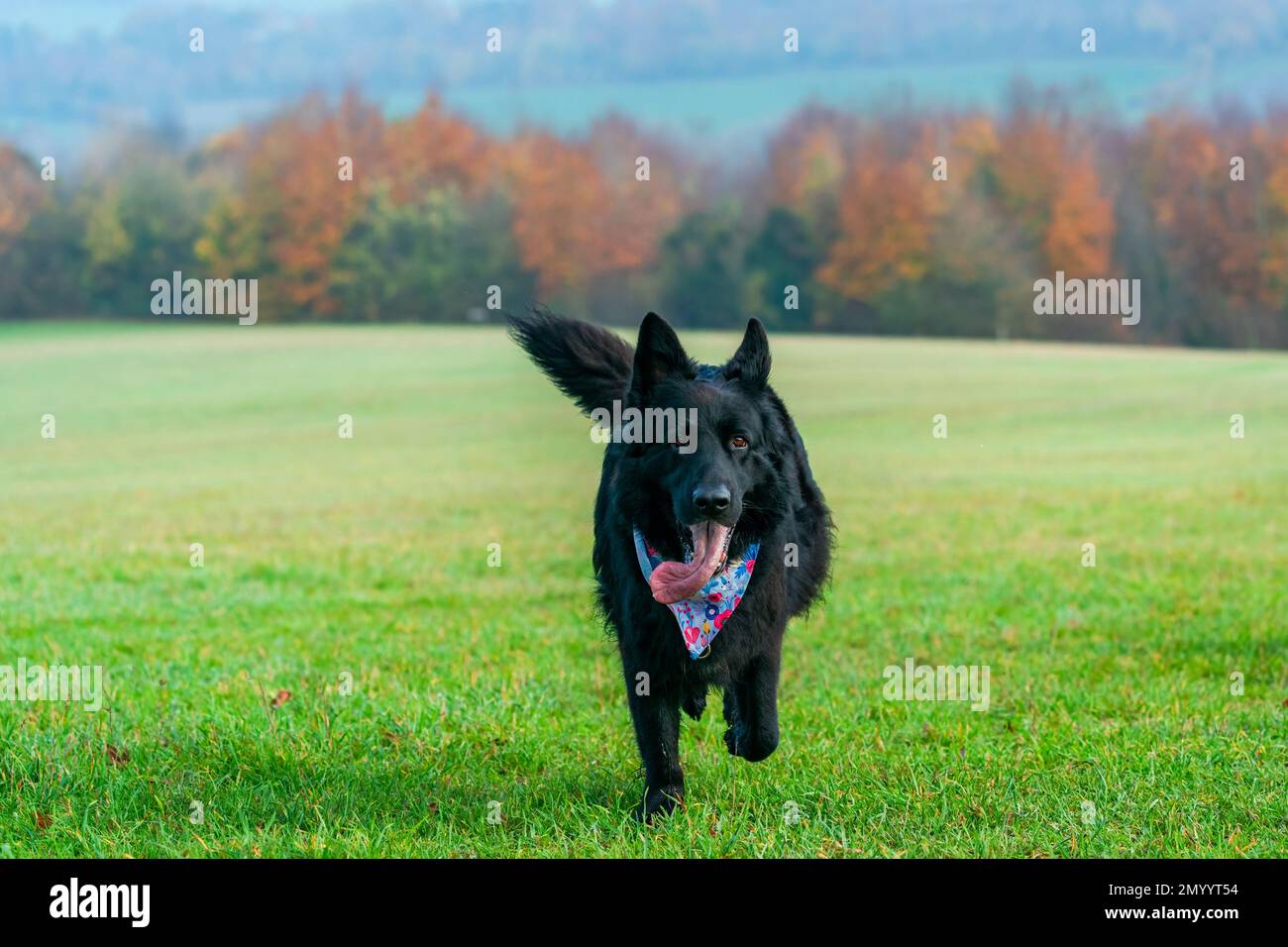 German shepherd dog walking down hi-res stock photography and images ...