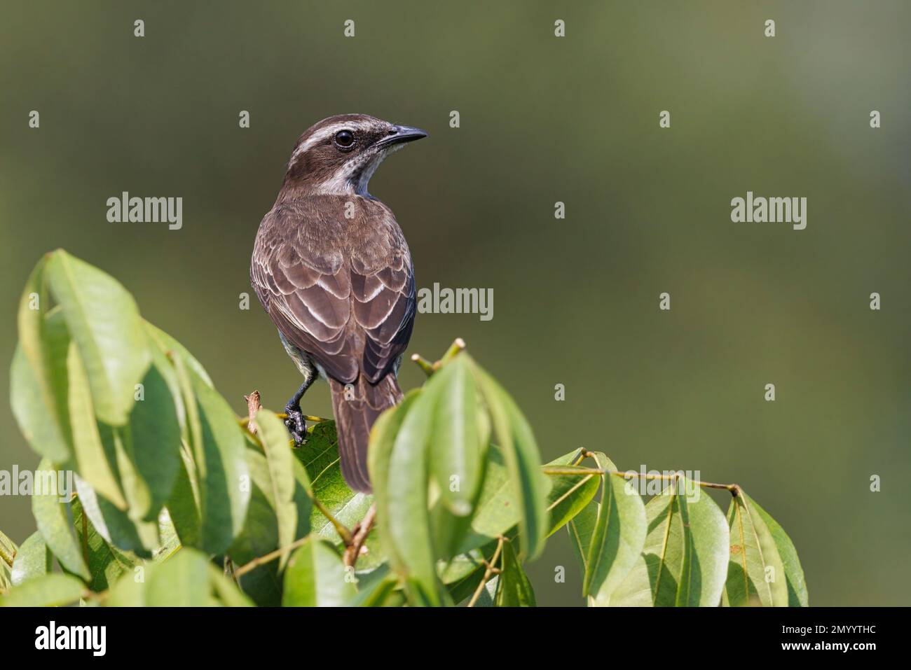 Piratic Flycatcher, Manaus, AM, Brazil, August 2022 Stock Photo - Alamy