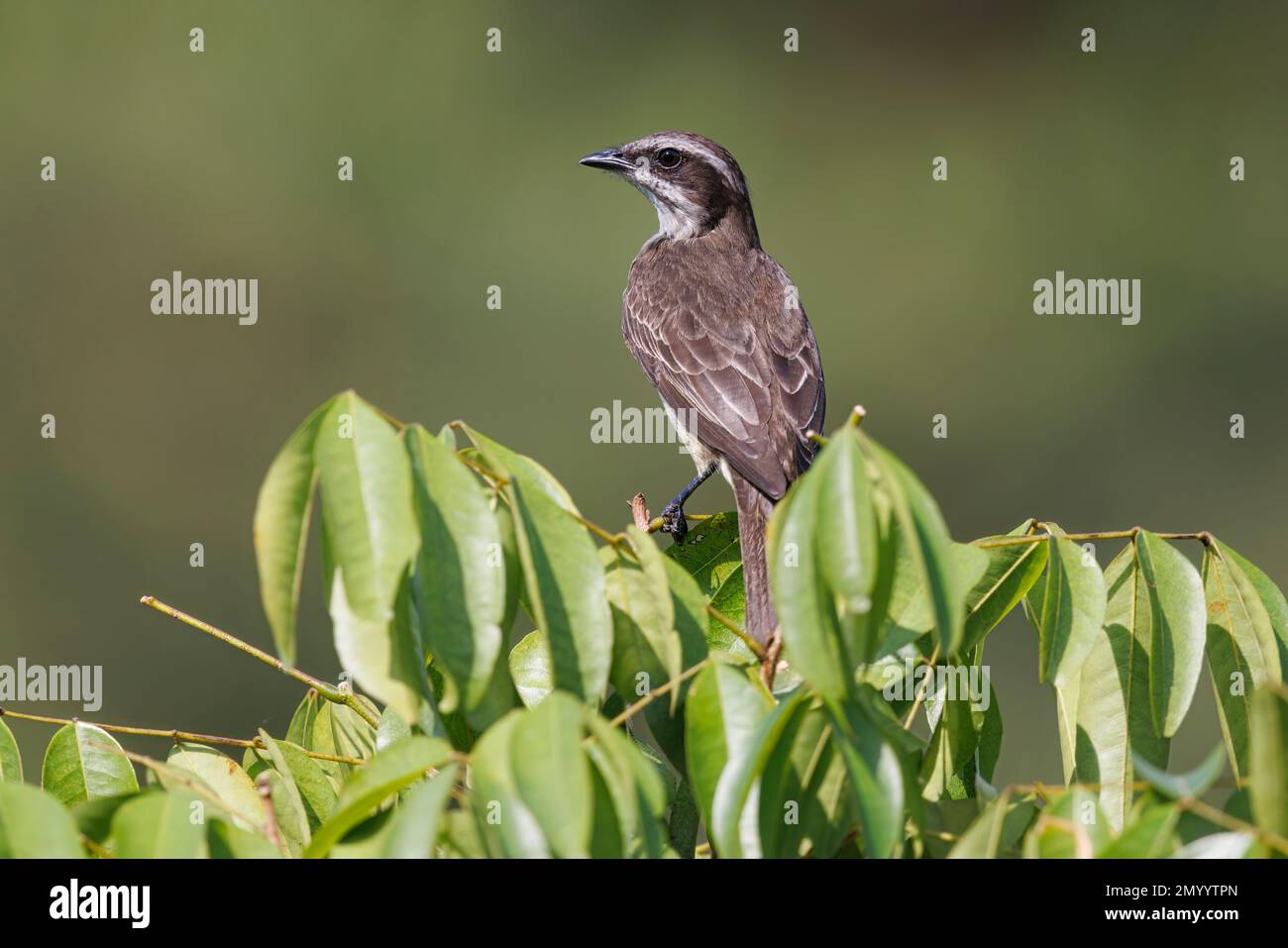 Piratic Flycatcher, Manaus, AM, Brazil, August 2022 Stock Photo - Alamy