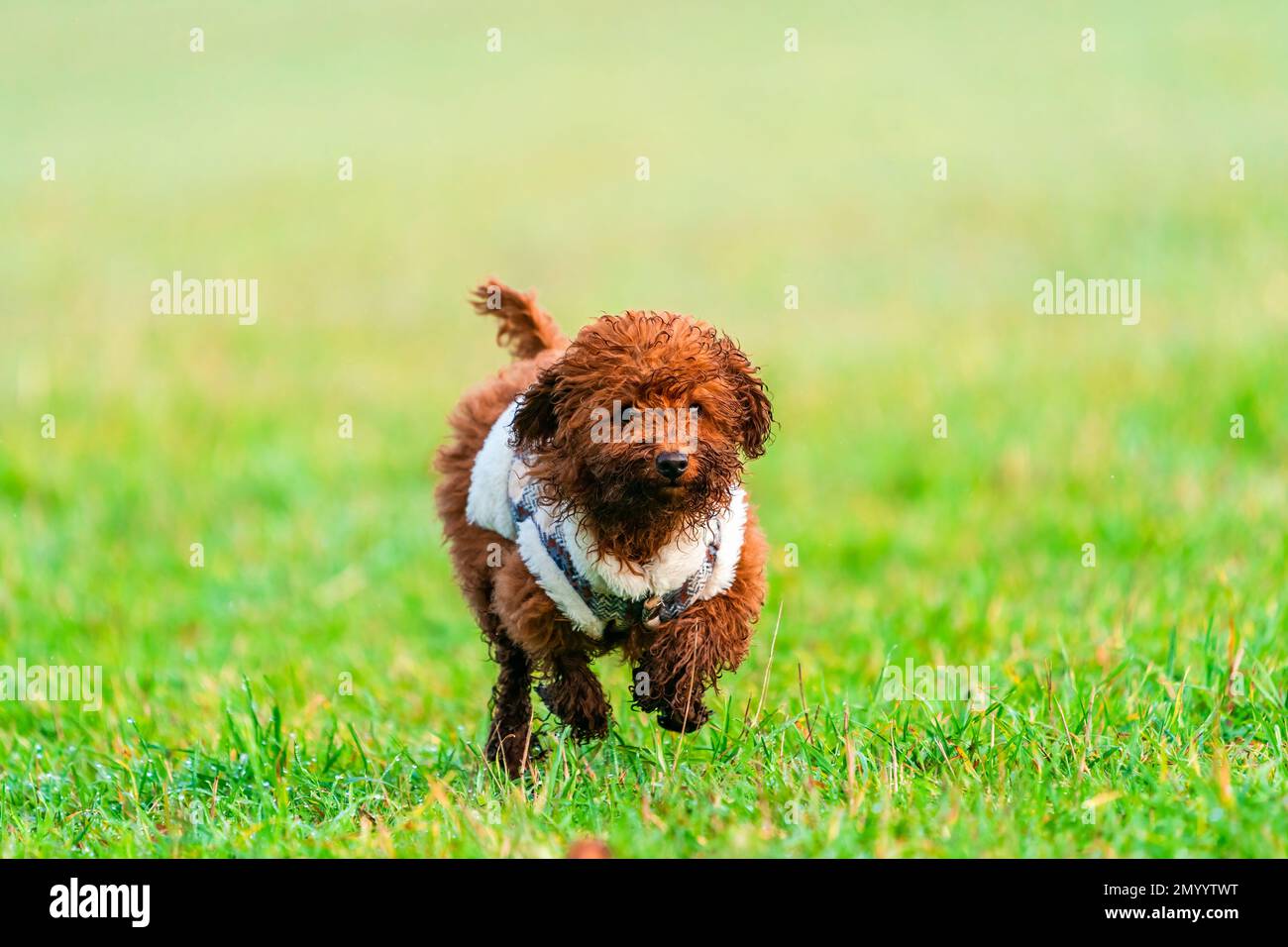 Ginger toy poodle puppy in a park - selective focus Stock Photo - Alamy