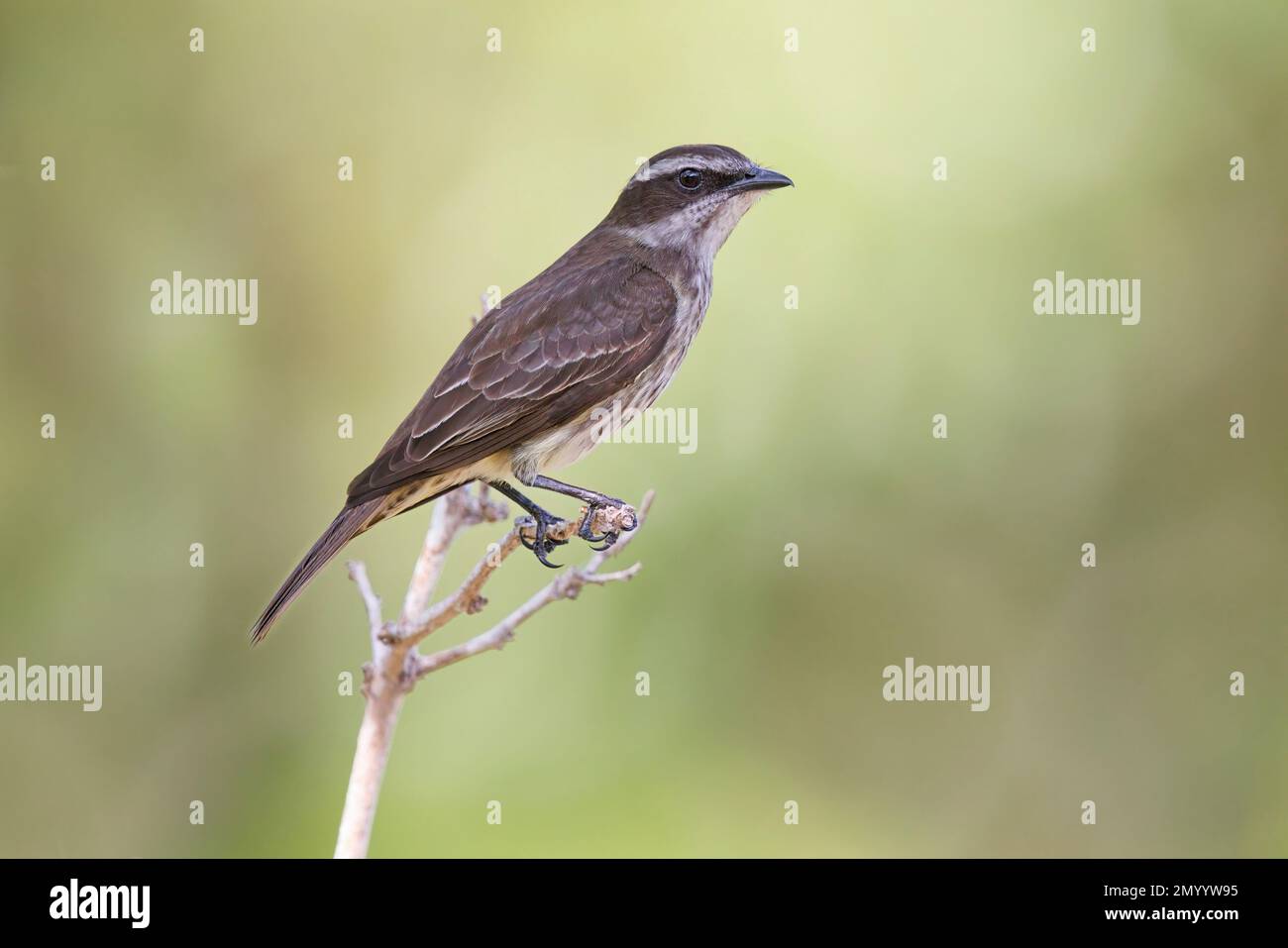 Piratic Flycatcher, Manaus, AM, Brazil, August 2022 Stock Photo - Alamy