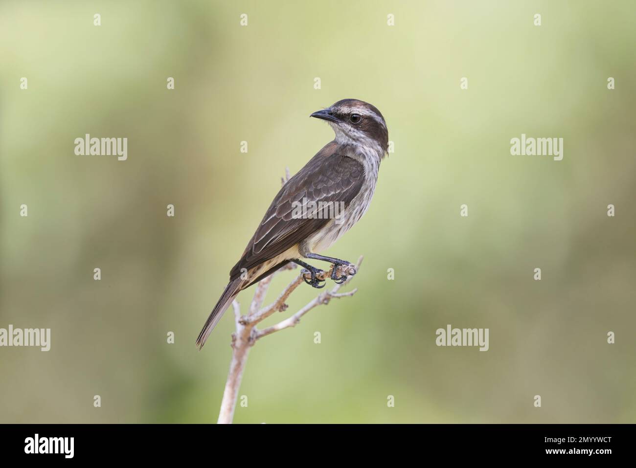 Piratic Flycatcher, Manaus, AM, Brazil, August 2022 Stock Photo - Alamy