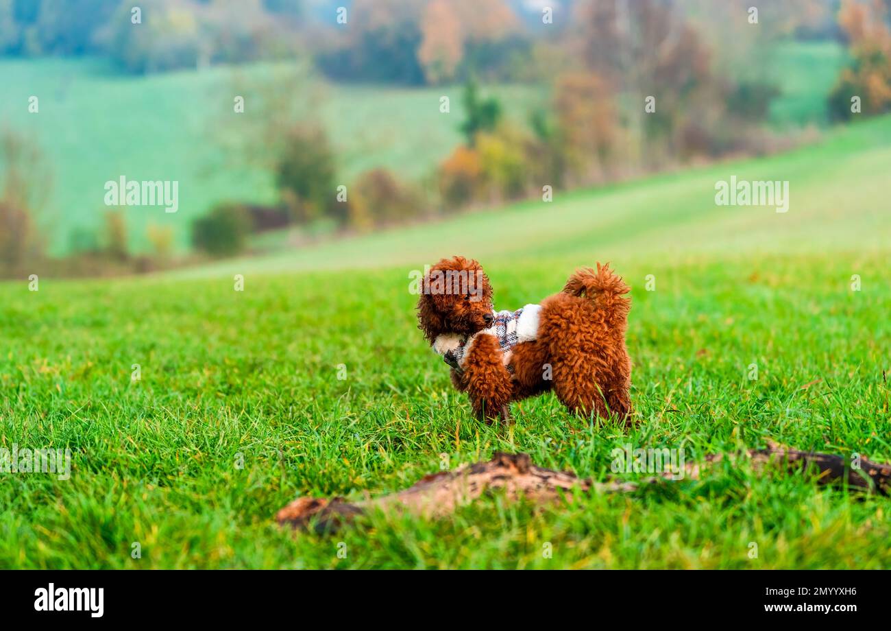 Ginger toy poodle puppy in a park - selective focus Stock Photo - Alamy