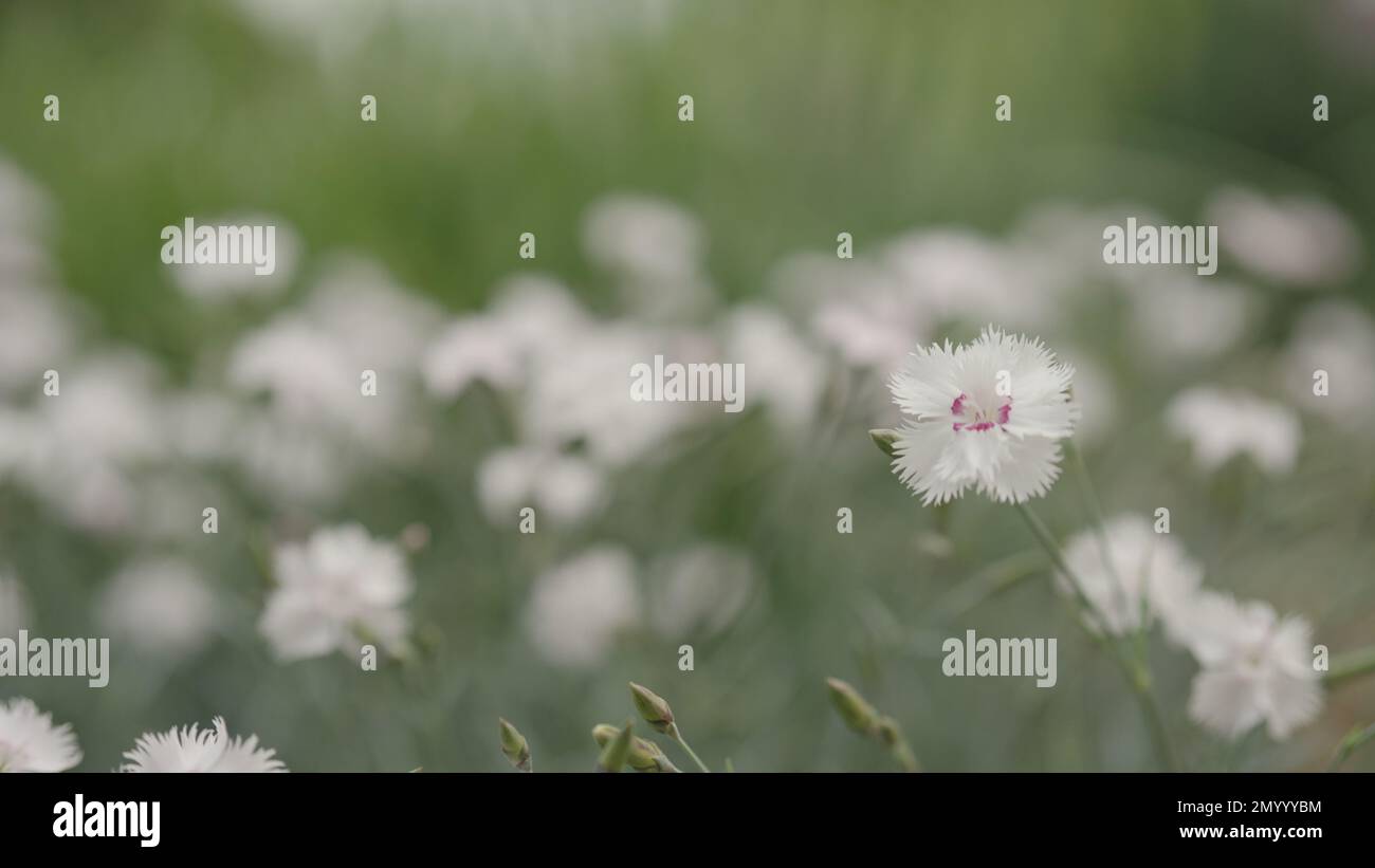 white carnation flowers on a meadow, wide photo Stock Photo - Alamy