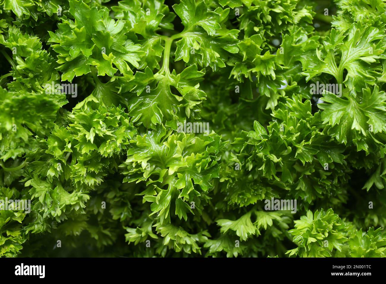 Fresh green curly parsley as background, closeup Stock Photo - Alamy