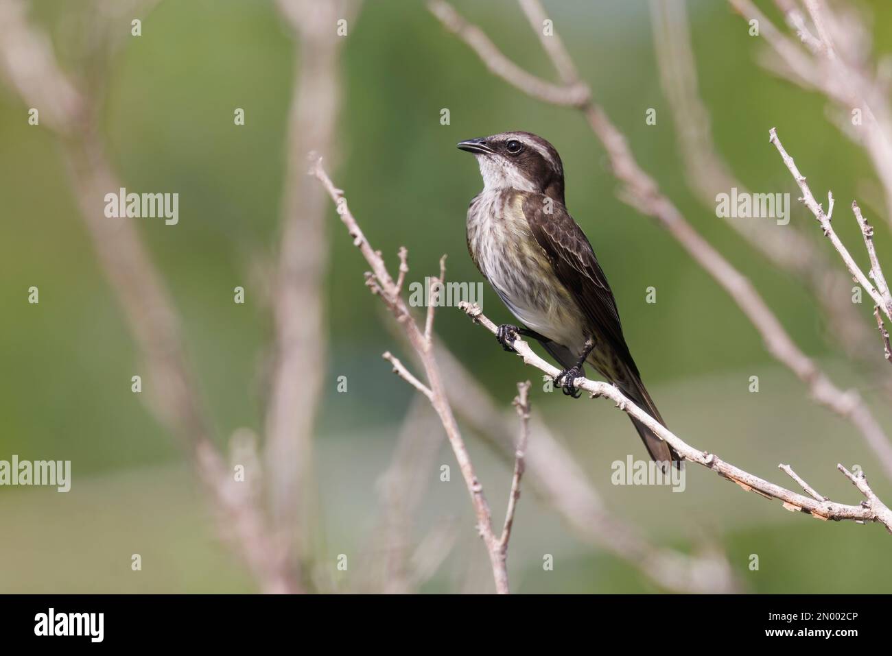Piratic Flycatcher, Manaus, AM, Brazil, August 2022 Stock Photo - Alamy