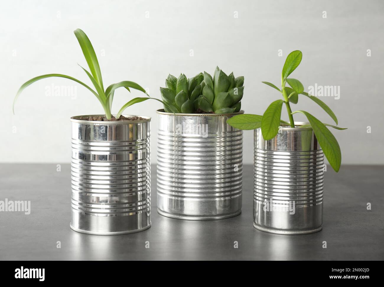 Beautiful houseplants in tin cans on grey stone table Stock Photo - Alamy