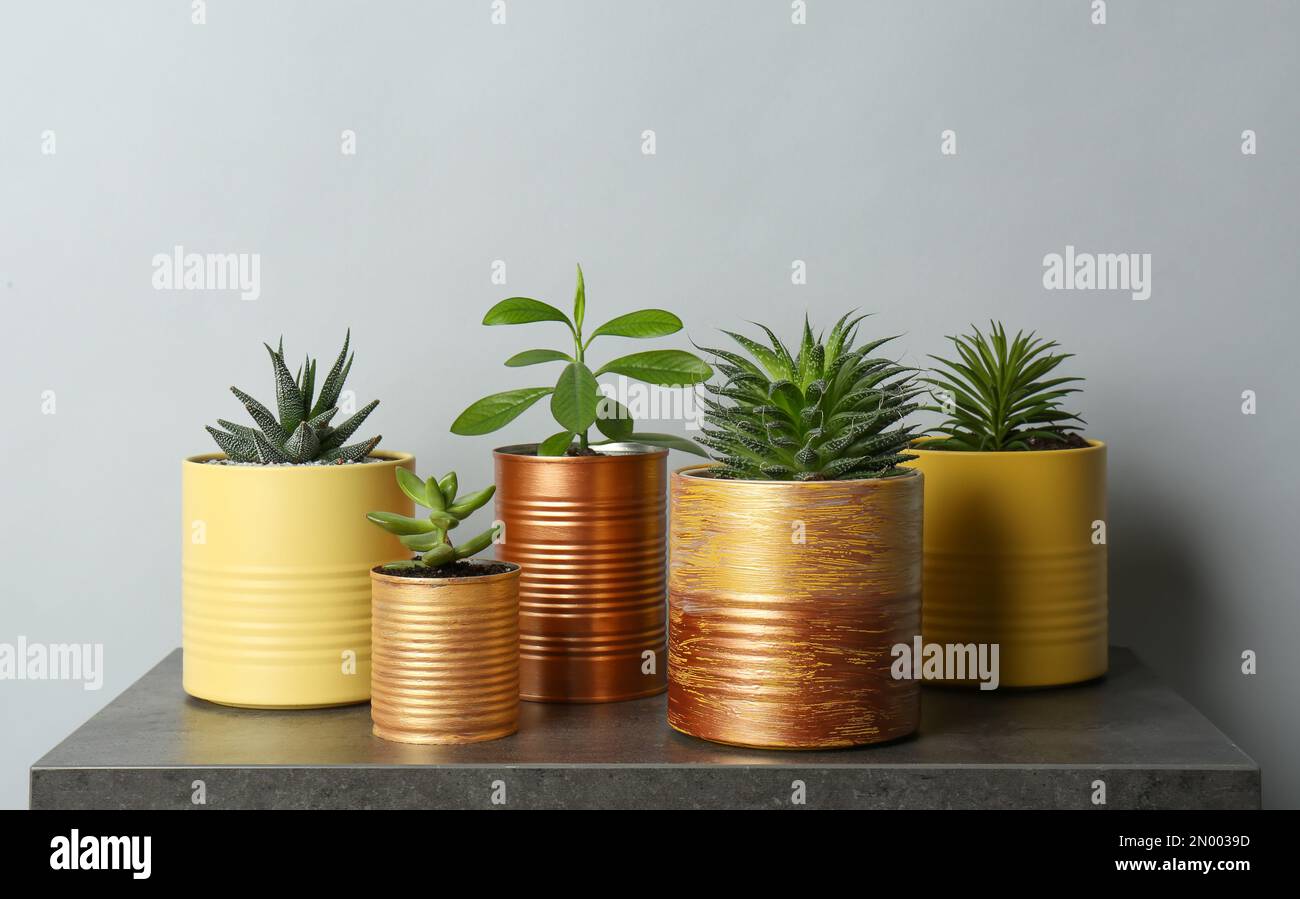 Beautiful houseplants in tin cans on grey stone table Stock Photo - Alamy