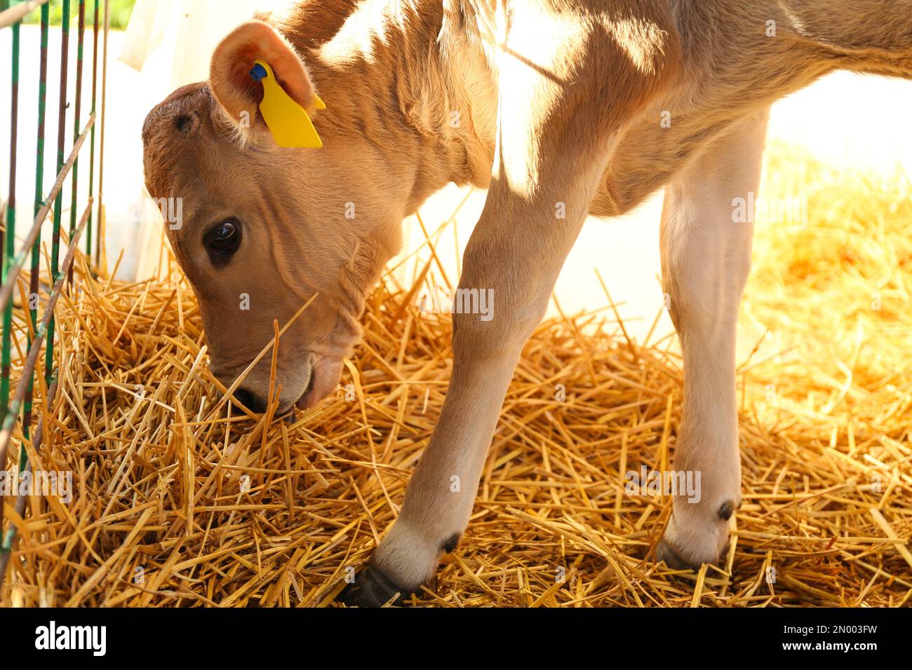 Pretty little calf eating hay on farm. Animal husbandry Stock Photo - Alamy