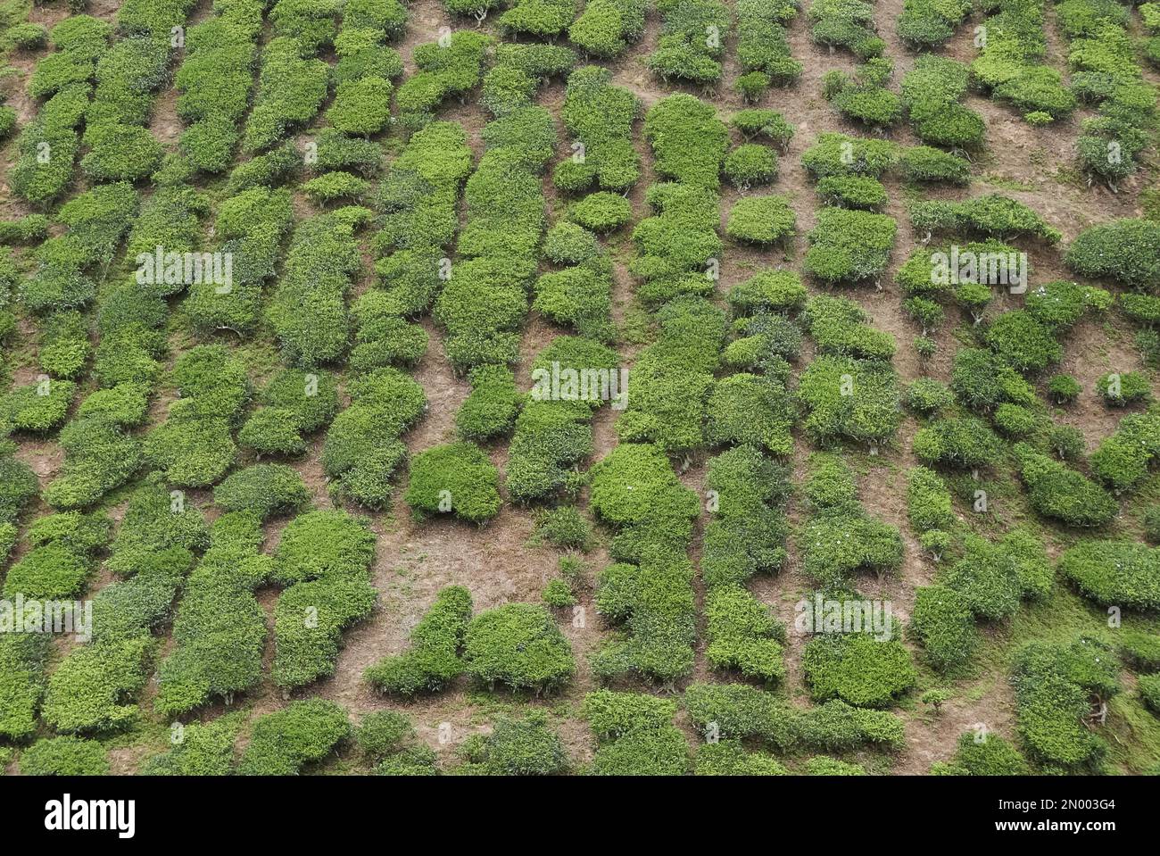 Aerial view of tea plantation Stock Photo - Alamy