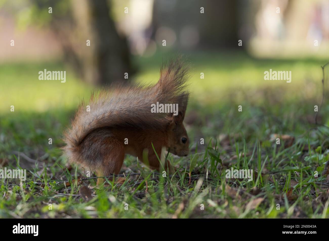 Squirrel searching for food stocks on the ground in spring, shallow ...