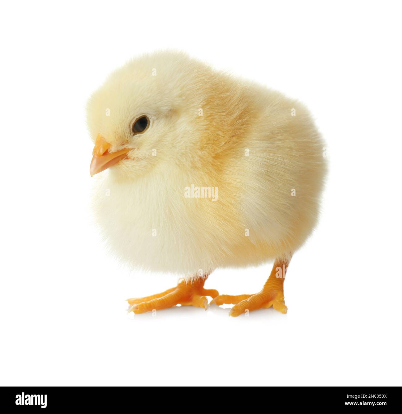 Cute fluffy baby chicken on white background. Farm animal Stock Photo - Alamy