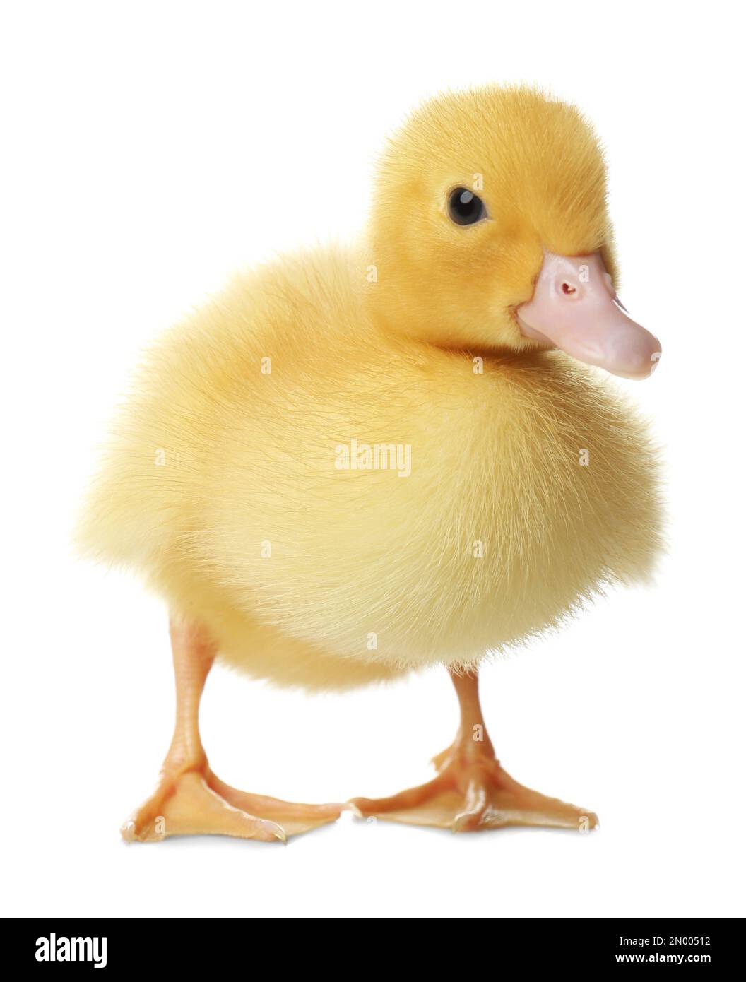 Cute fluffy gosling on white background. Farm animal Stock Photo - Alamy