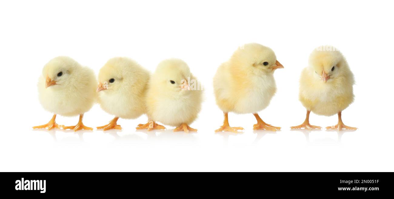 Cute fluffy baby chickens on white background. Farm animals Stock Photo - Alamy