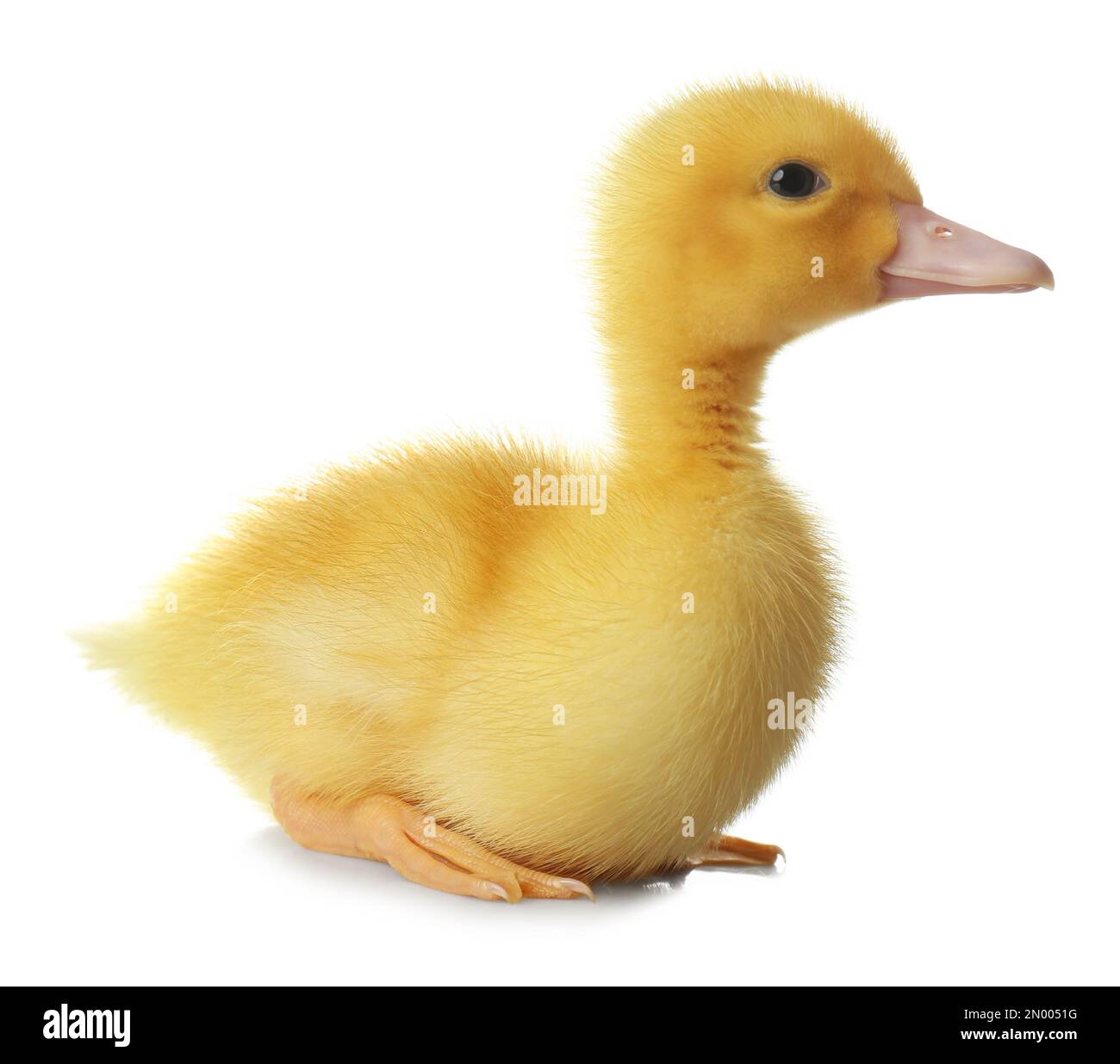 Cute fluffy gosling on white background. Farm animal Stock Photo - Alamy