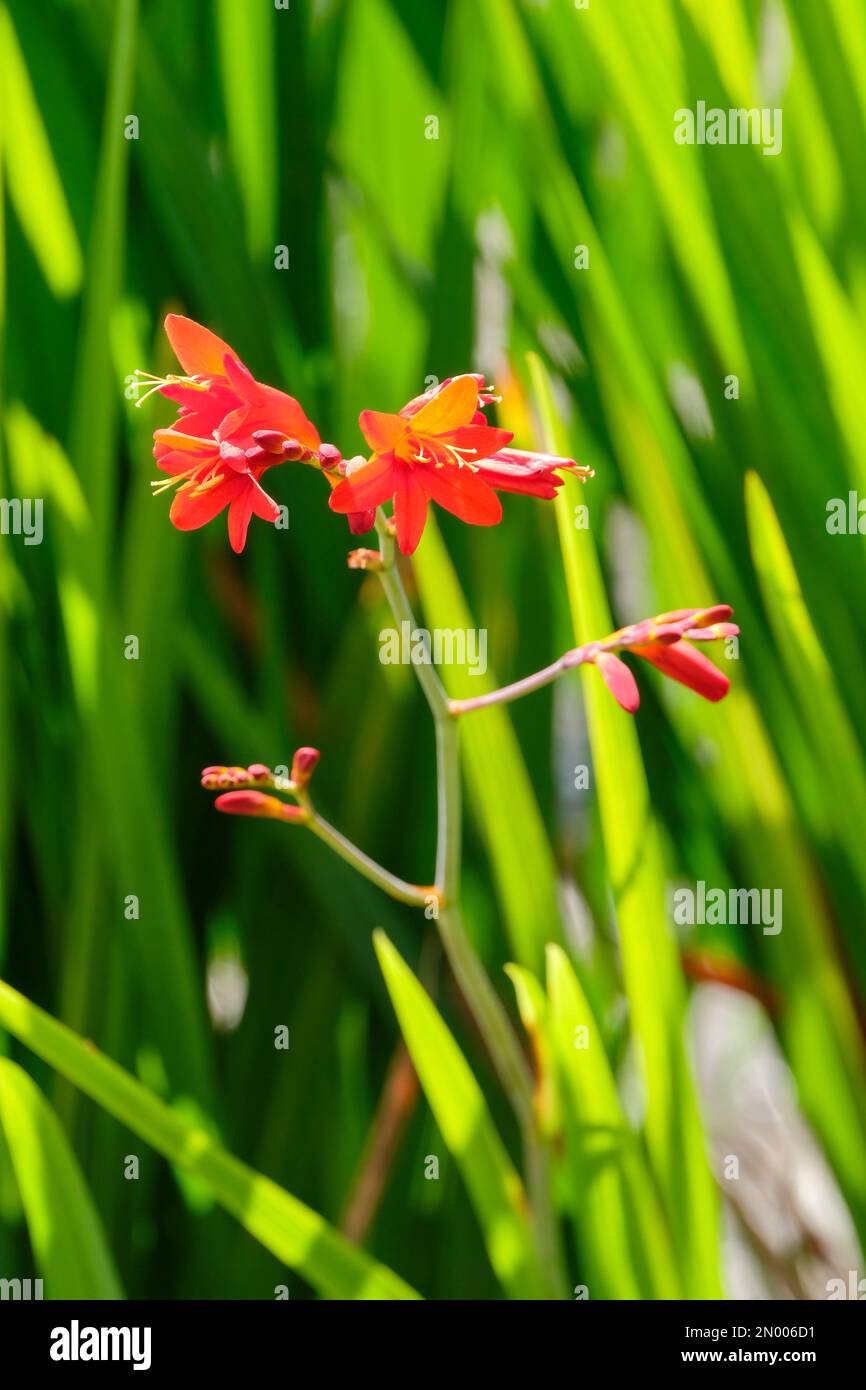 Crocosmia Hellfire, montbretia Hellfire, clusters bright crimson ...