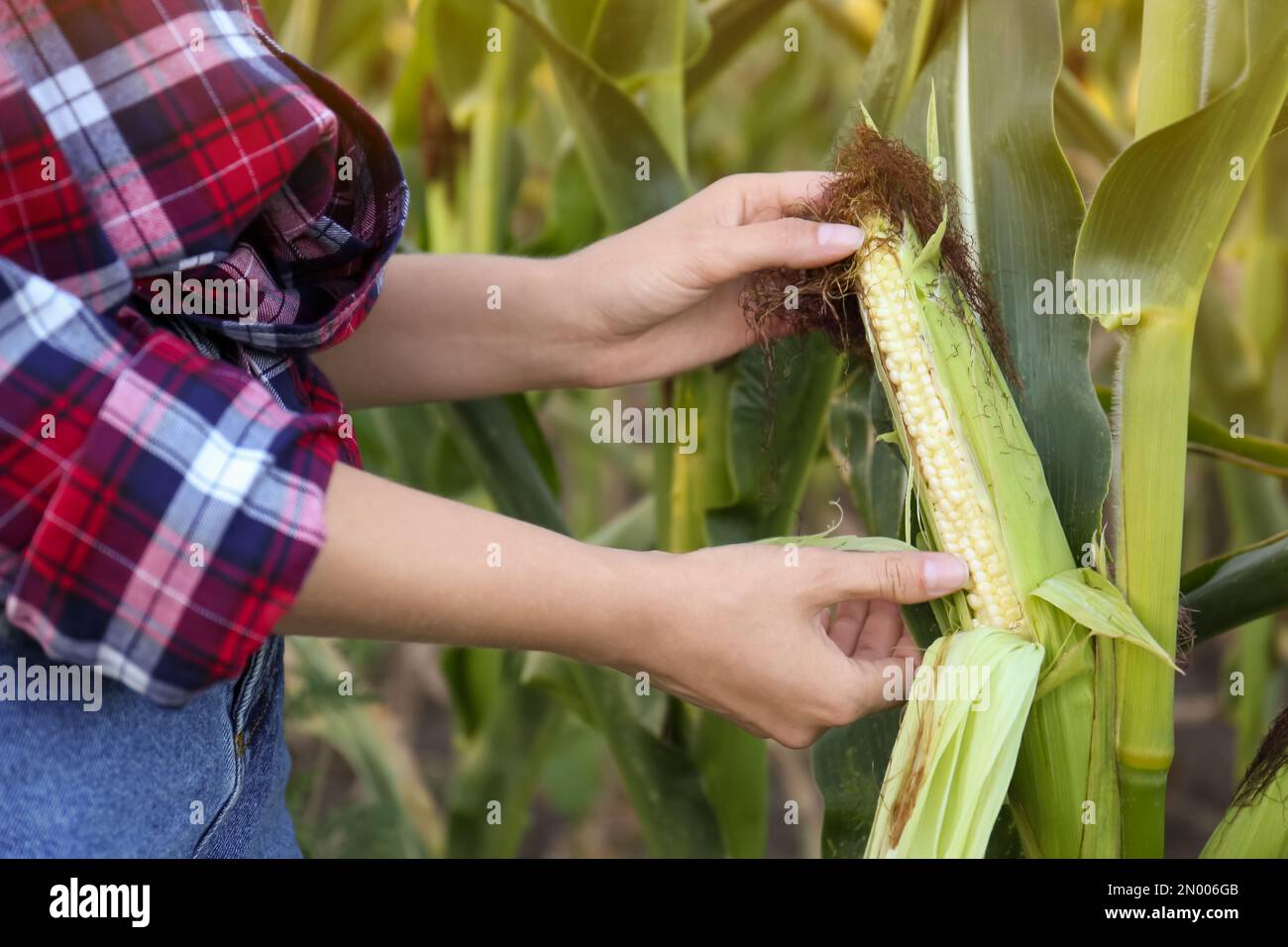 Ripe corn cob in field hi-res stock photography and images - Alamy