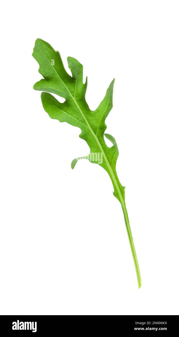 Leaf of fresh arugula isolated on white Stock Photo - Alamy