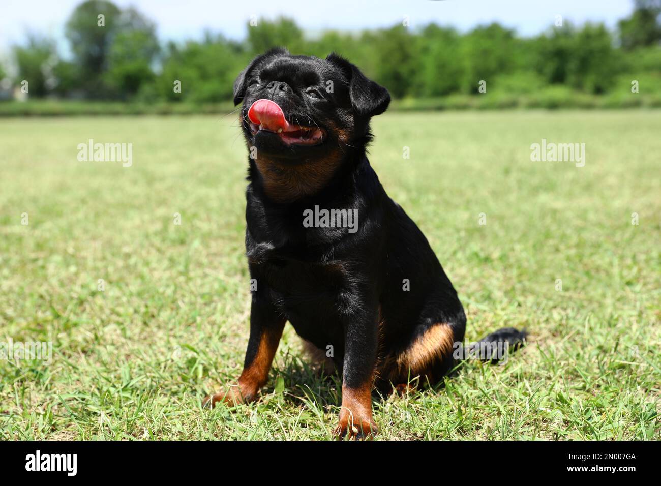 Adorable black Petit Brabancon dog sitting on green grass outdoors ...