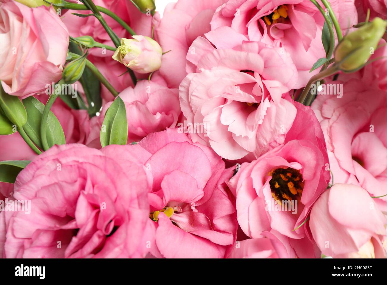 Beautiful pink eustoma flowers hi-res stock photography and images - Alamy