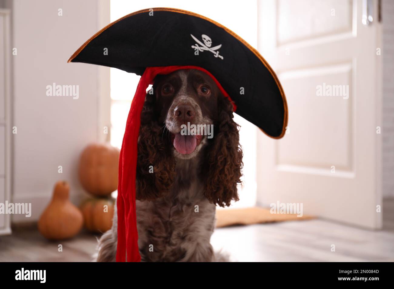 Adorable English Cocker Spaniel in pirate hat at home. Halloween ...