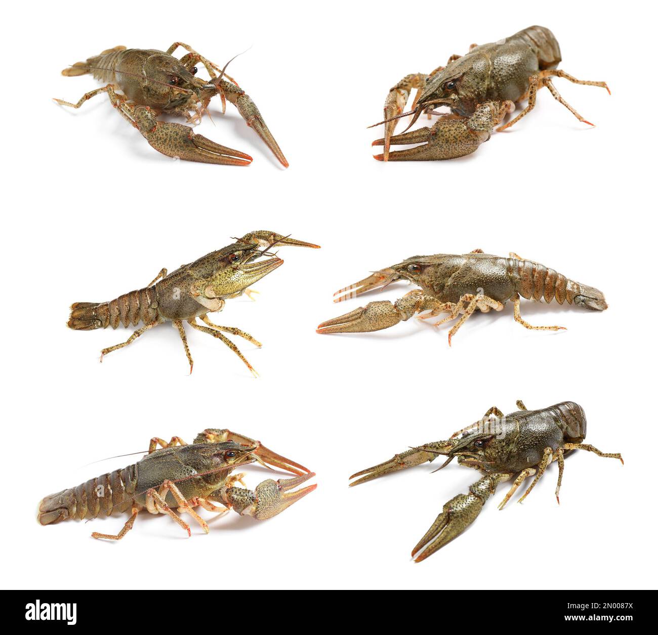 Set of fresh crayfishes on white background Stock Photo - Alamy