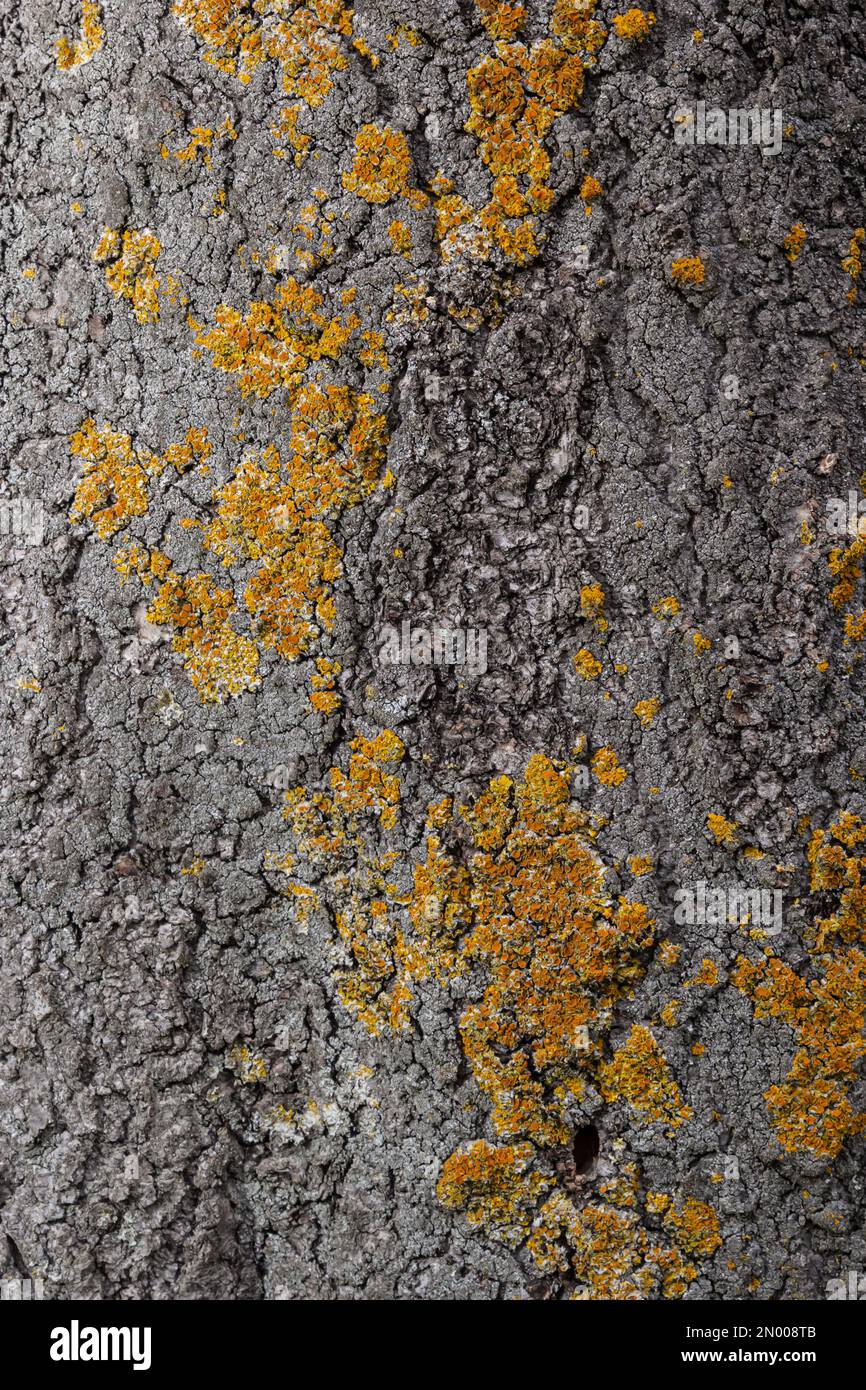 Xanthoria parietina common orange lichen, yellow scale, maritime ...