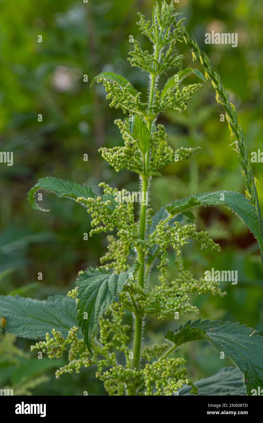 Photo of a plant nettle. Nettle with fluffy green leaves. Background ...
