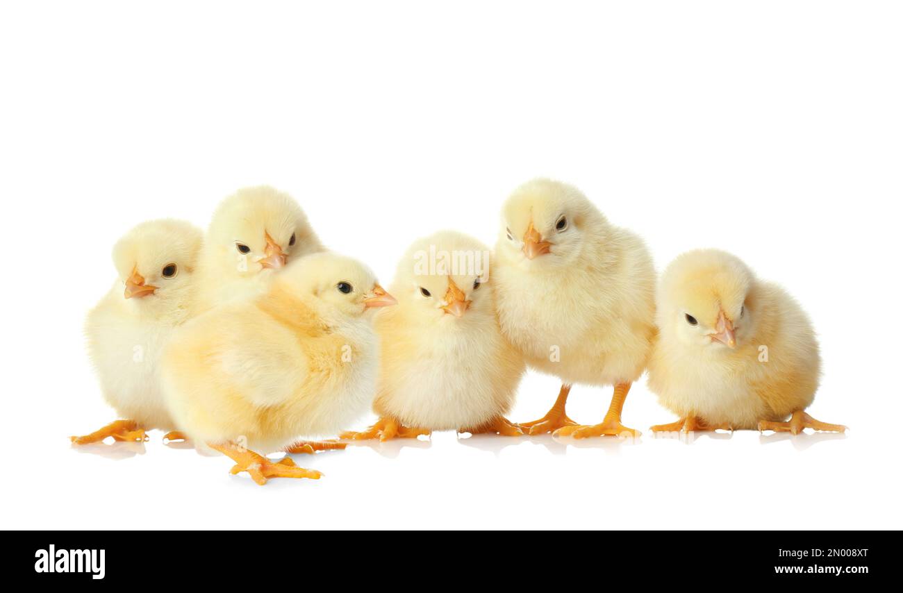Many cute fluffy chickens on white background Stock Photo - Alamy