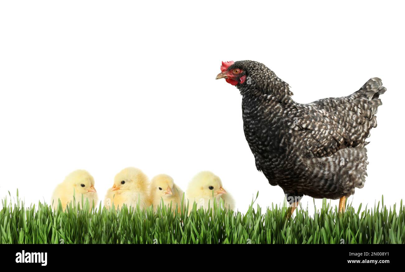 Hen baby chicken in yard hi-res stock photography and images - Alamy
