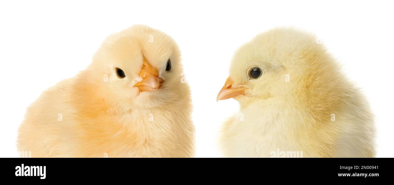 Two cute fluffy chickens on white background. Farm animals Stock Photo - Alamy