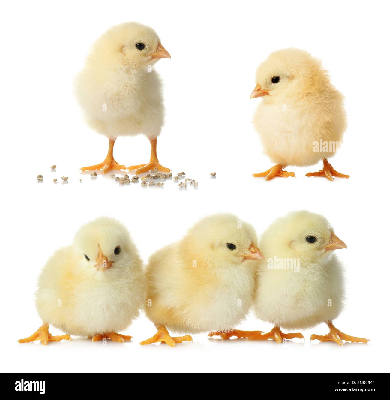 Collage with cute fluffy chickens on white background. Farm animals Stock Photo - Alamy