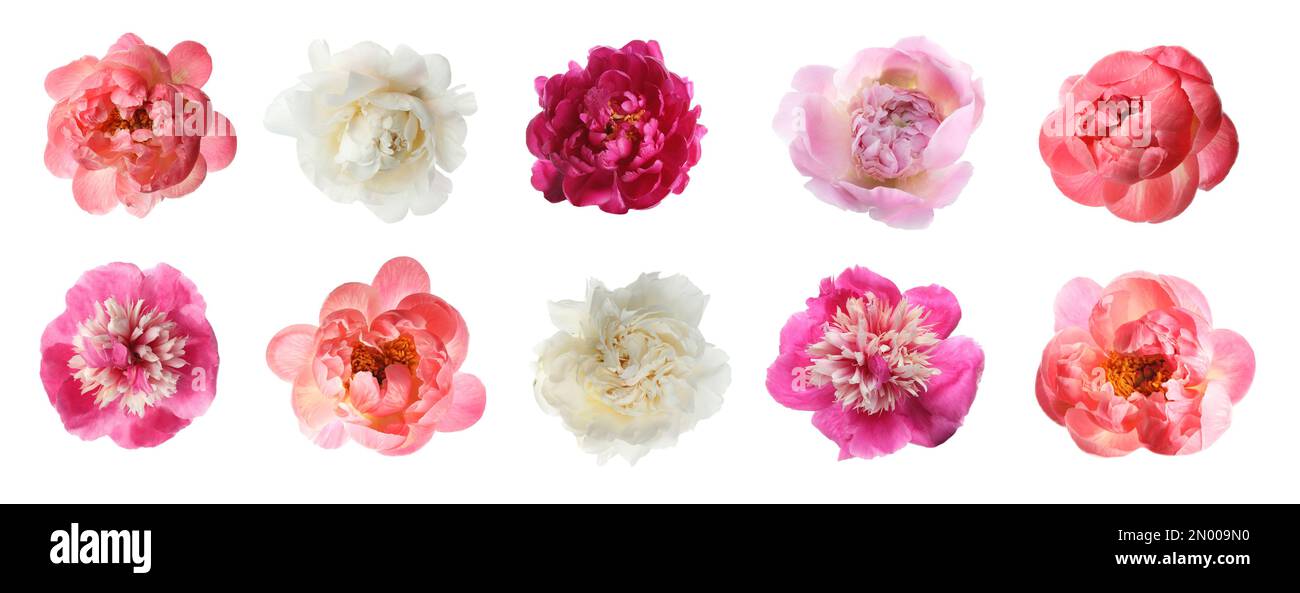 Set of different beautiful peony flowers on white background. Banner ...