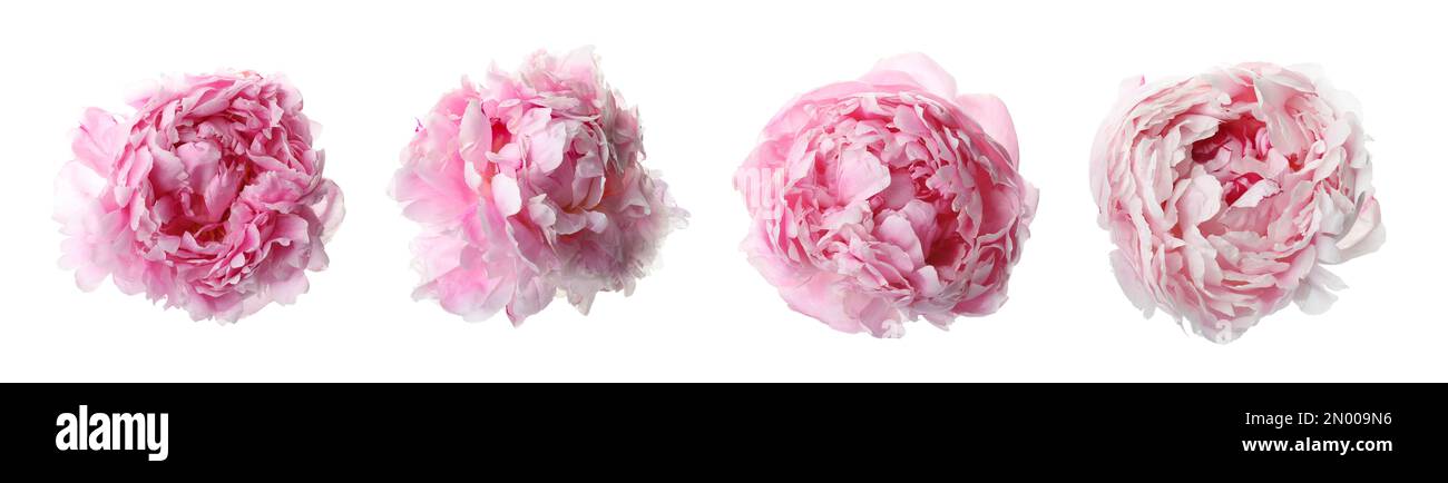 Set of beautiful pink peony flowers on white background. Banner design ...