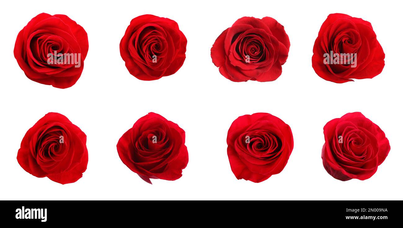 Set of beautiful red roses on white background. Banner design Stock ...