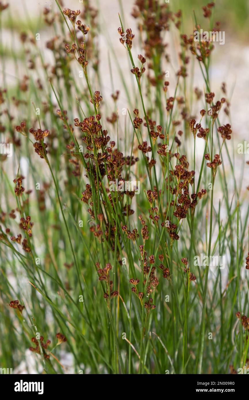 Common Soft Rush Juncus effusus is a perennial herbaceous flowering ...