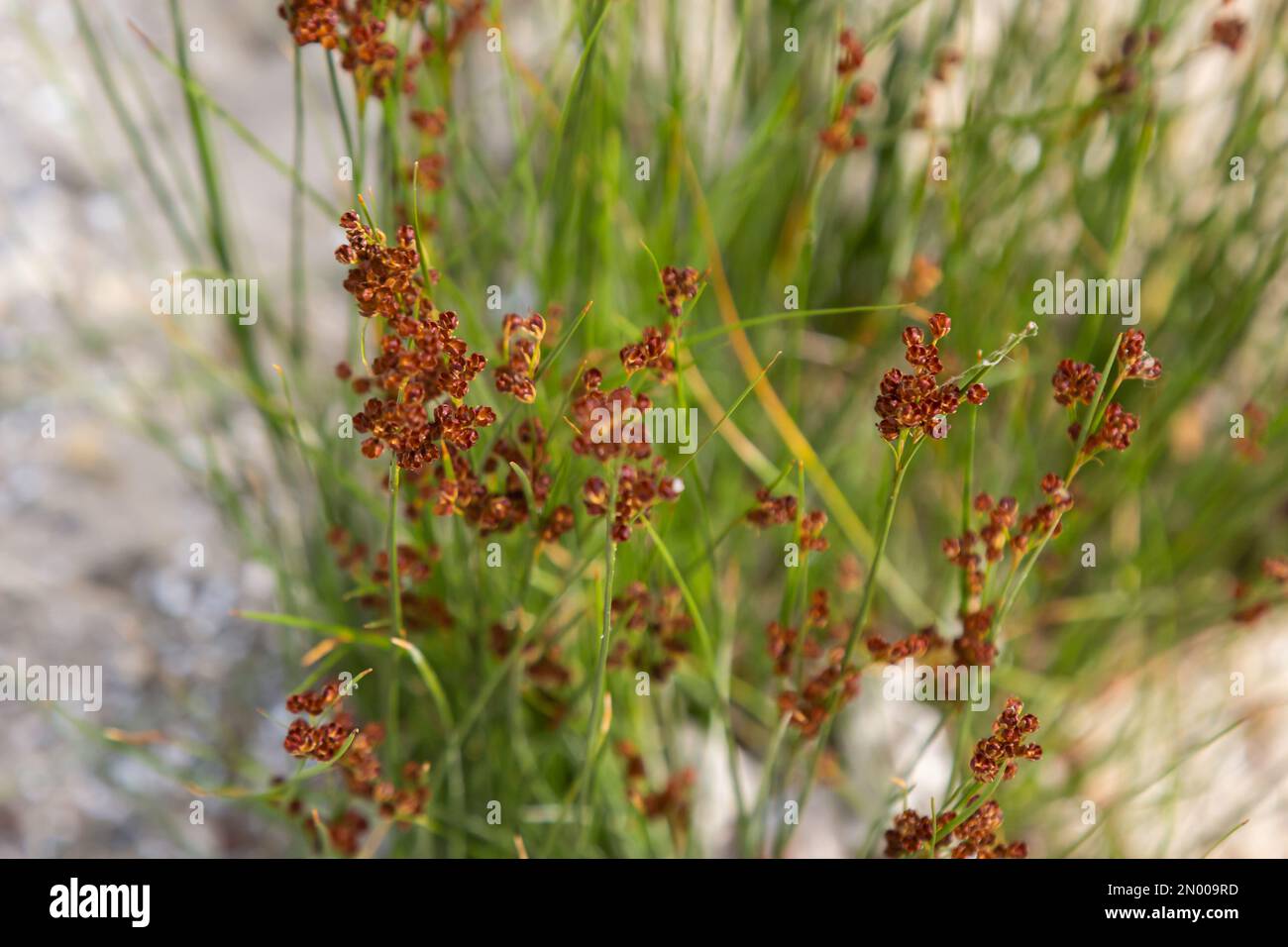 Common Soft Rush Juncus effusus is a perennial herbaceous flowering ...