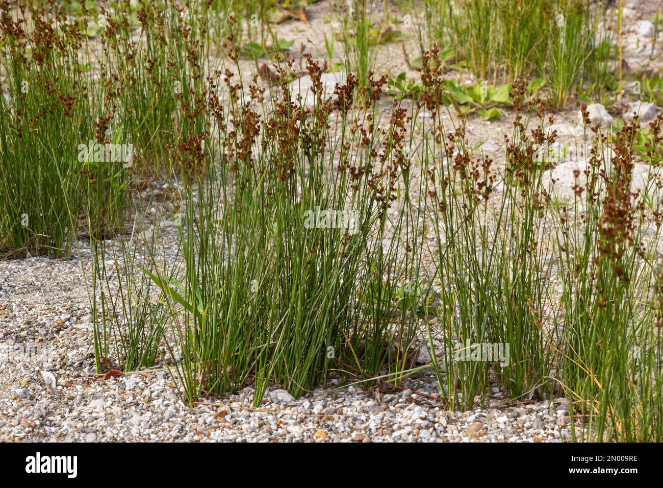 Common Soft Rush Juncus effusus is a perennial herbaceous flowering ...