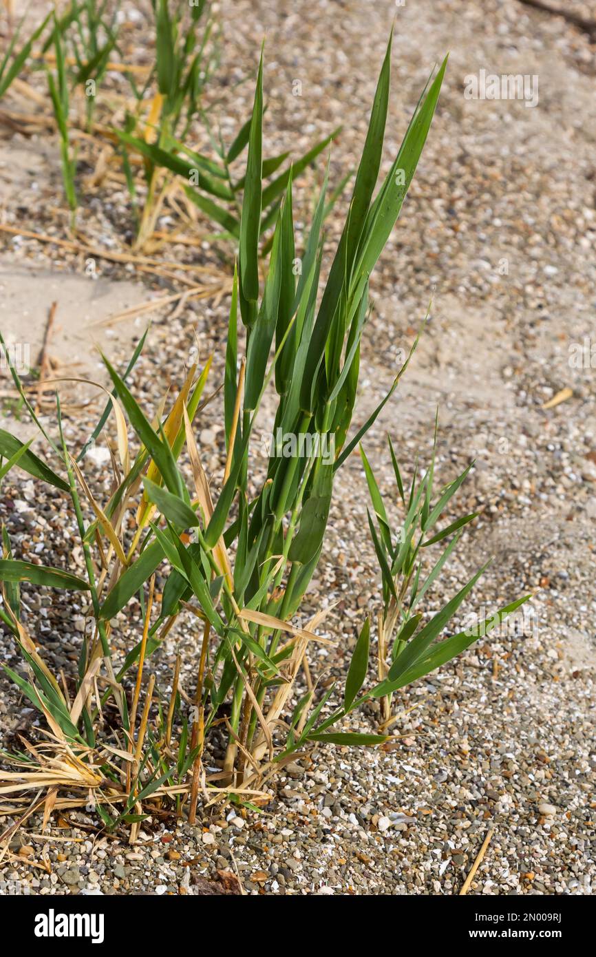 Typha latifolia broadleaf cattail, bulrush, common bulrush, common ...