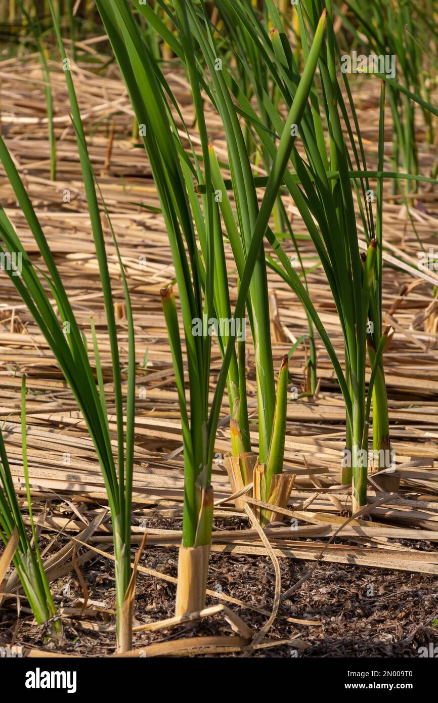 Typha latifolia broadleaf cattail, bulrush, common bulrush, common ...