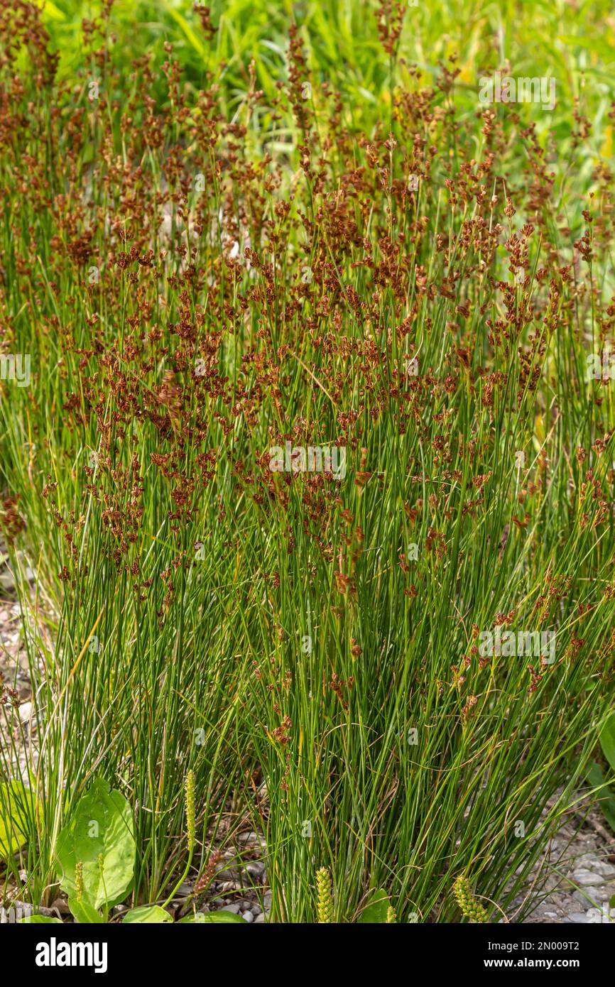 Common Soft Rush Juncus effusus is a perennial herbaceous flowering ...