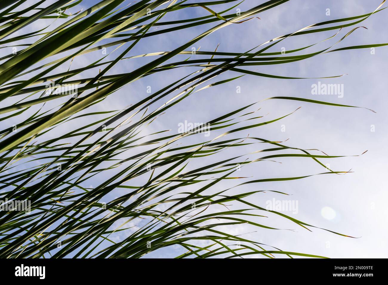 Typha latifolia broadleaf cattail, bulrush, common bulrush, common ...