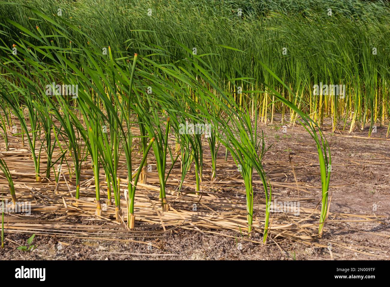 Typha latifolia broadleaf cattail, bulrush, common bulrush, common ...