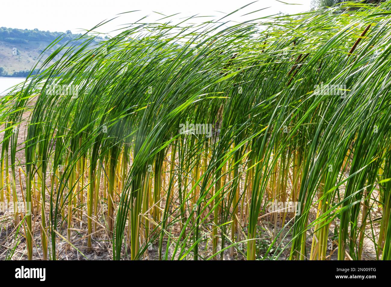 Bulrush leaf hi-res stock photography and images - Alamy