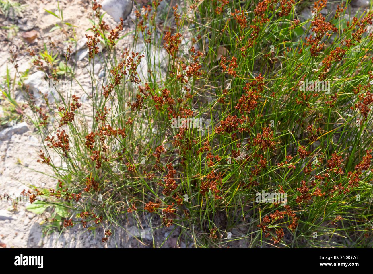 Common Soft Rush Juncus effusus is a perennial herbaceous flowering ...