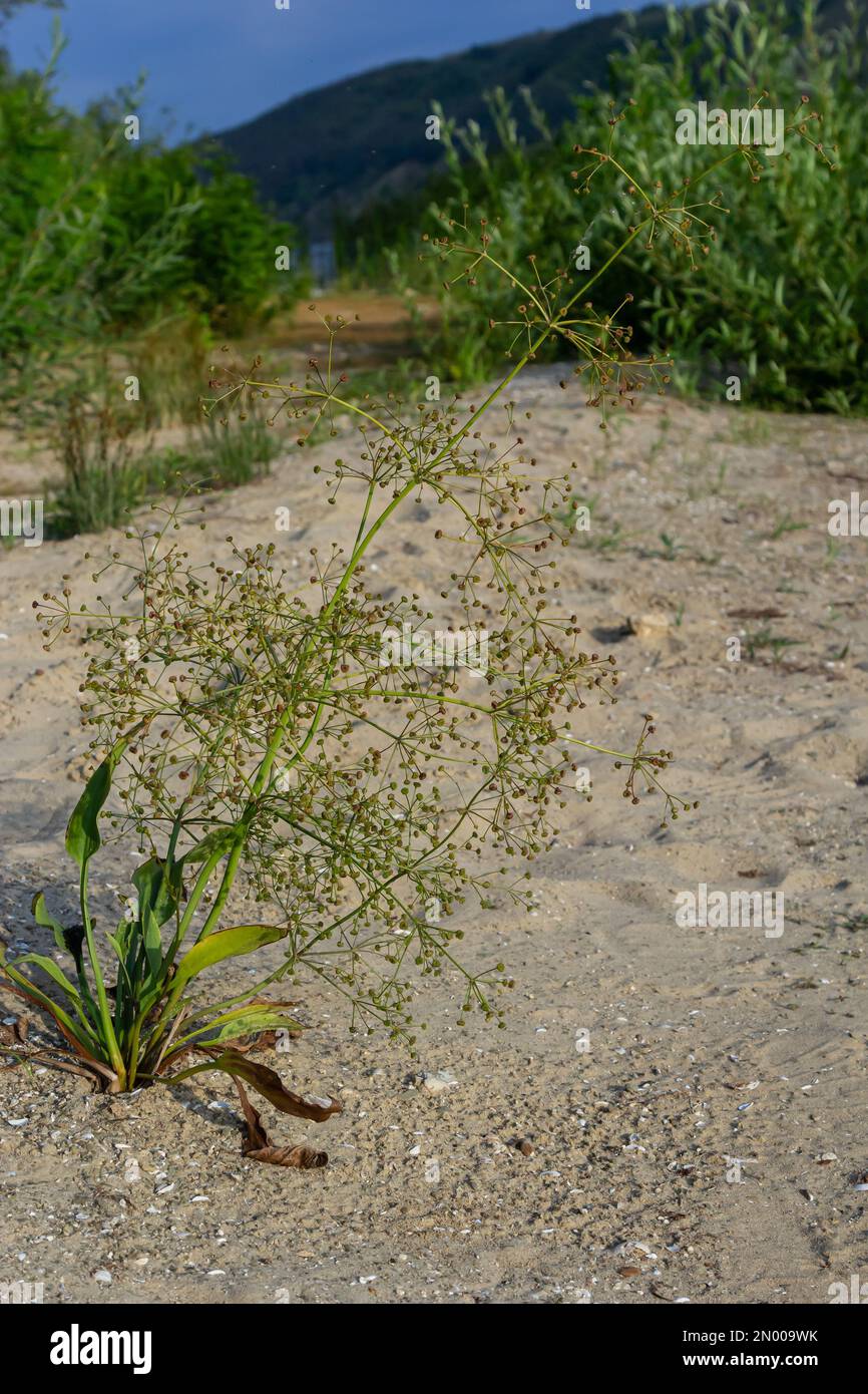 flowers of European water plantain, Alisma plantago aquatica Stock ...