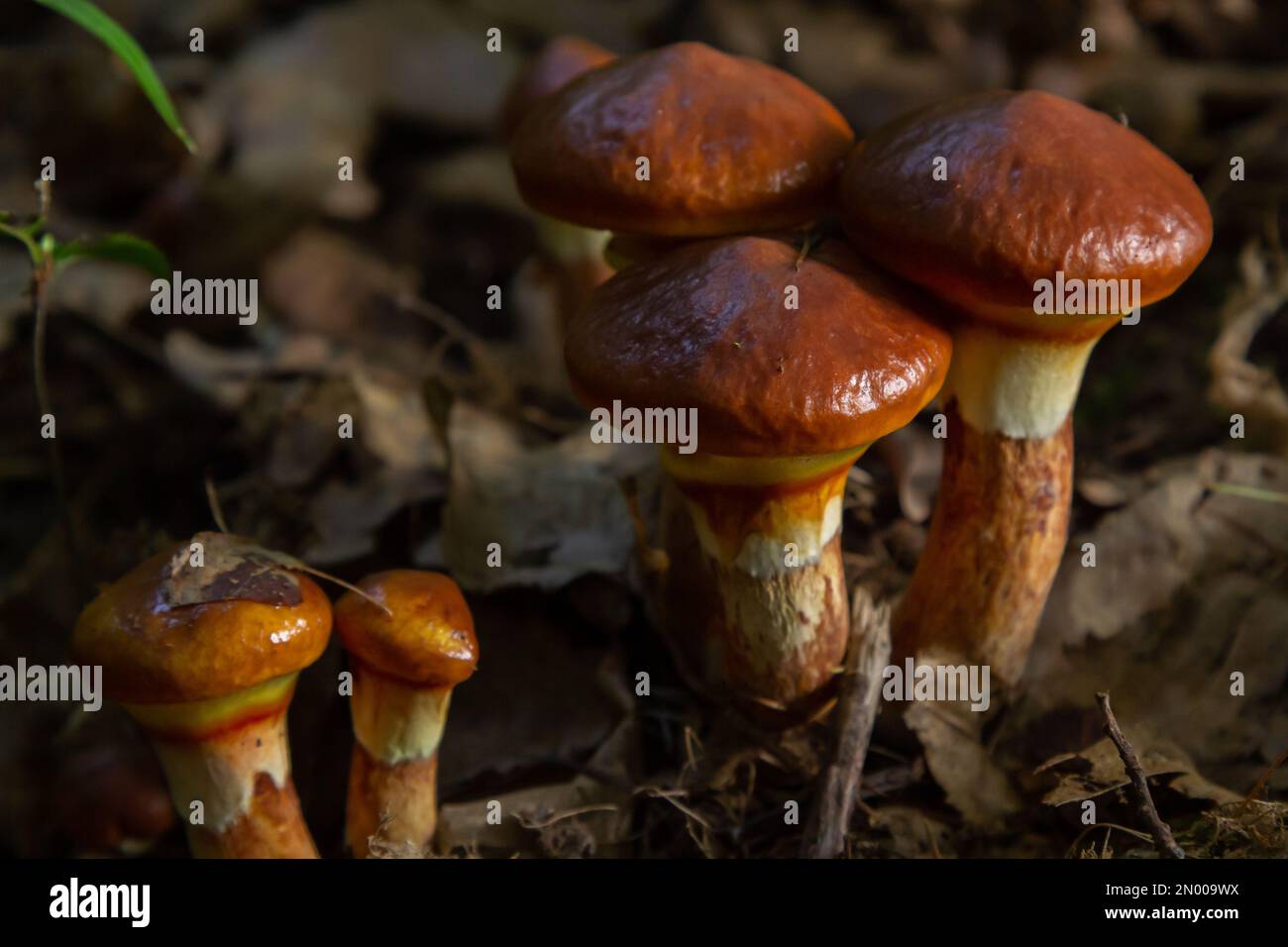 Mushroom season. Autumn in the park. Slippery Jack edible cattails ...