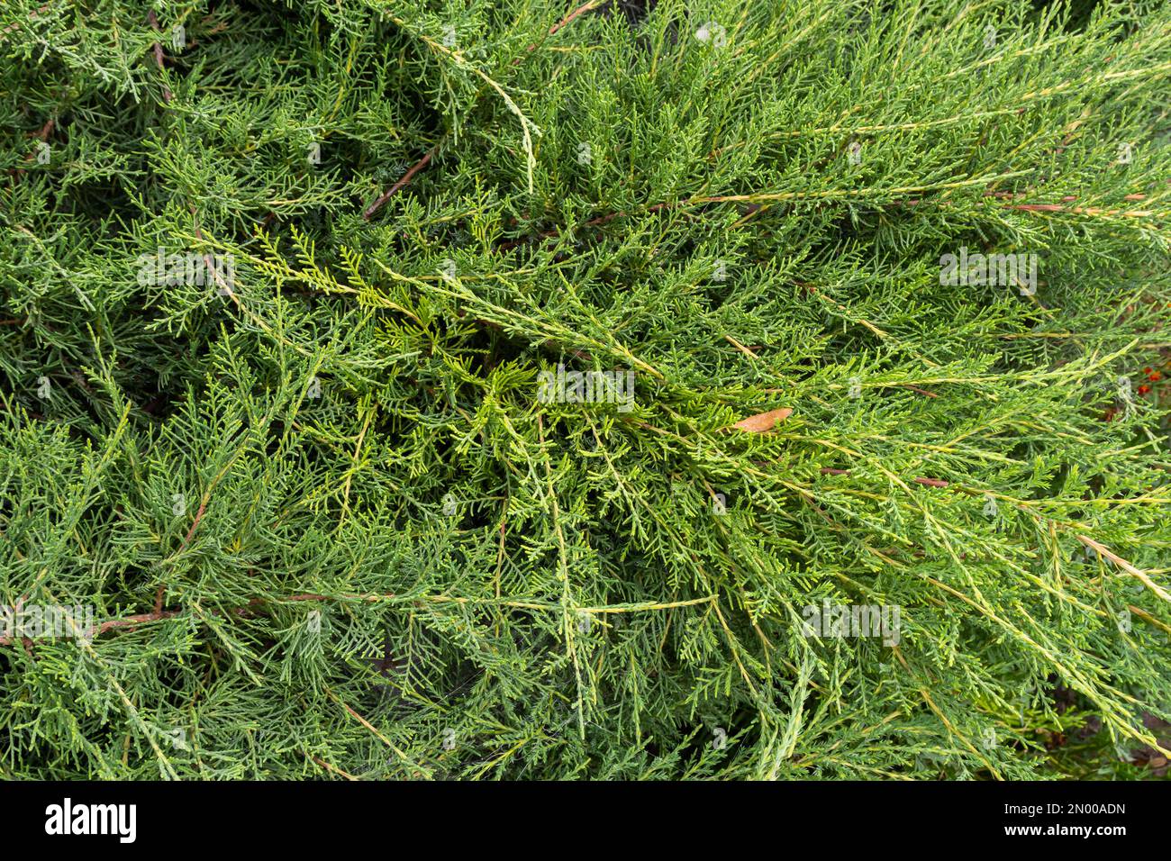 The juniper bush closeup. Background with juniper branches growing in ...