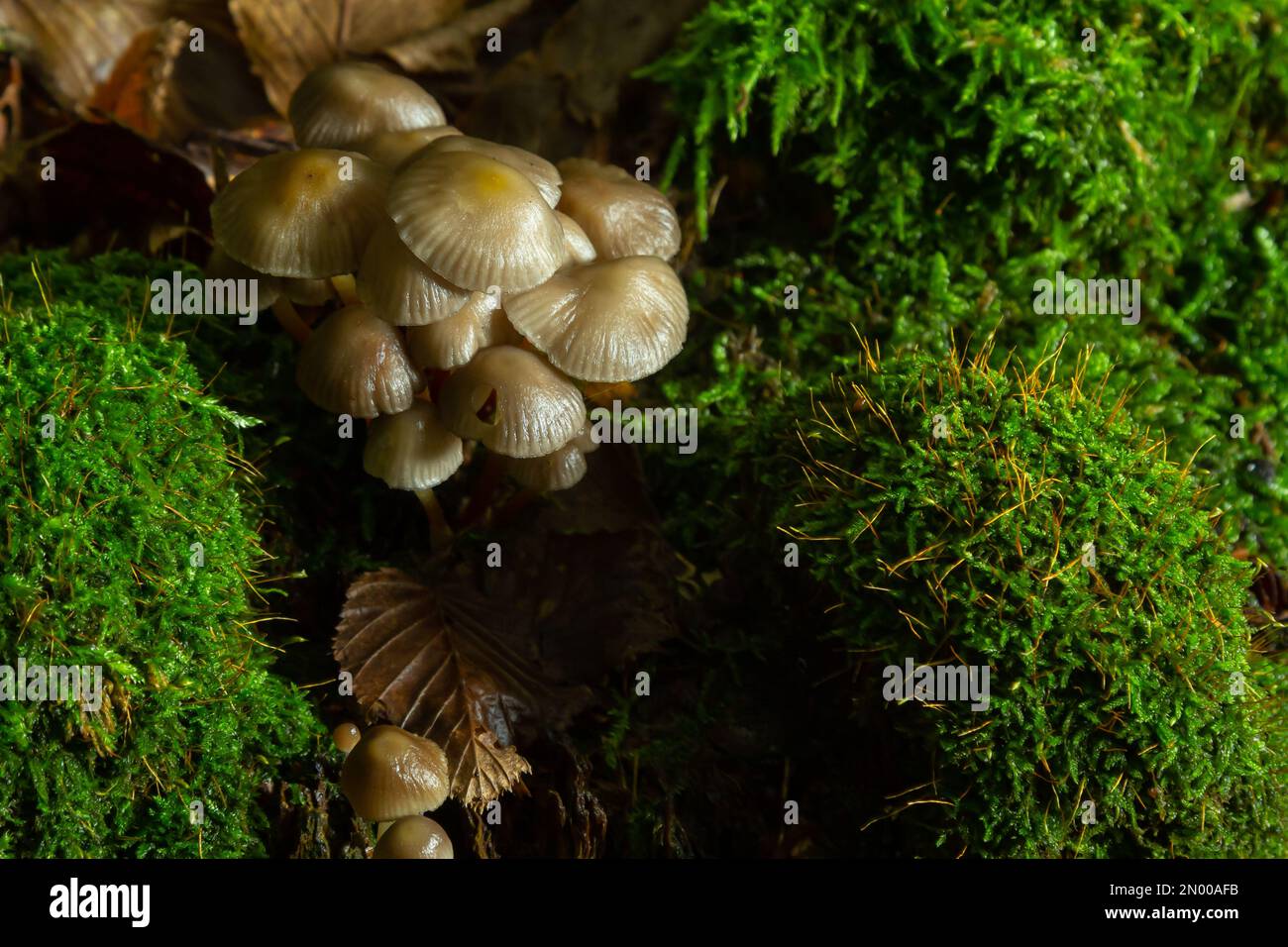 Clustered Bonnet Mycena inclinata growing on a mossy stump Stock Photo ...